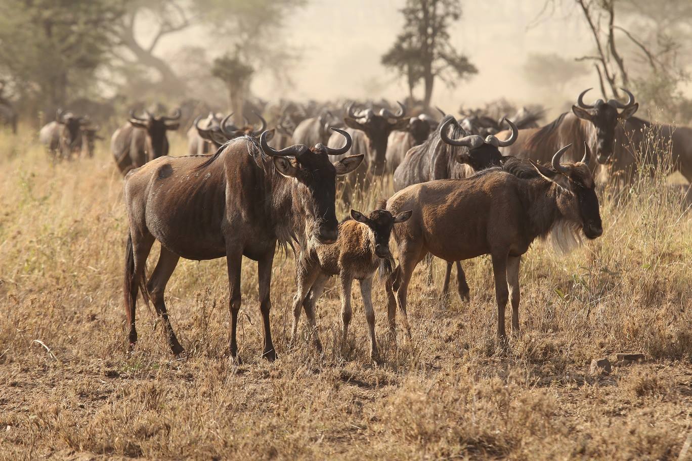 Migration Serengeti National Park – GoBingoSafari